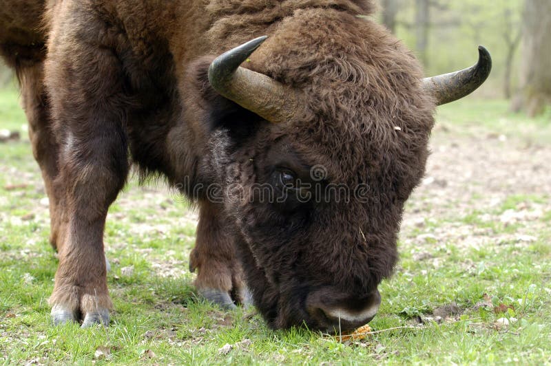 Europese Bonasus Van De Bizonbizon In Natuurlijke Habitat Stock ...