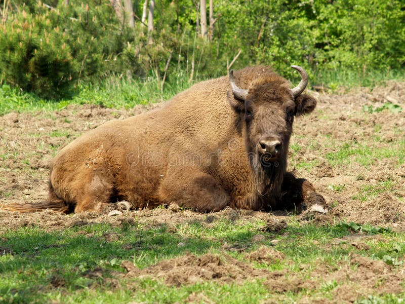 Europese Bizon - Bonasus Van De Bizon Stock Afbeelding - Image of ...