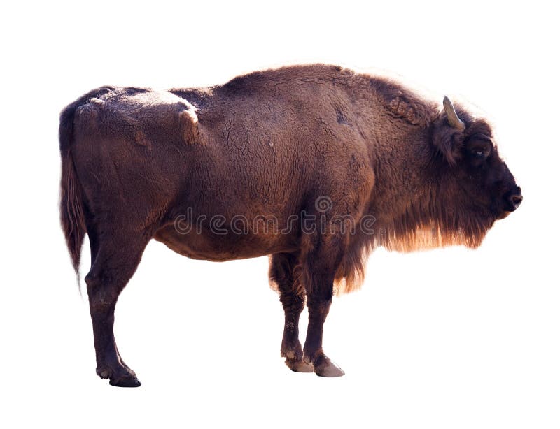Europese Bizon. Geïsoleerd Op Wit Stock Foto - Image of één, lengte ...