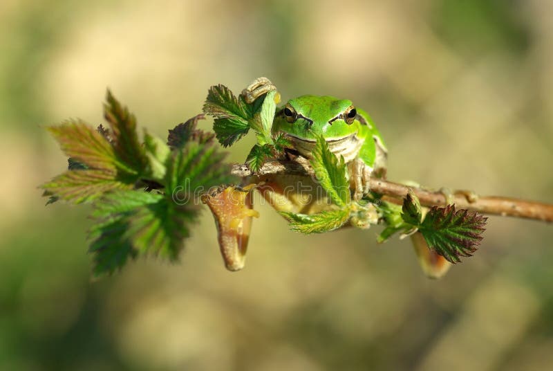 Europese boomkikker. stock afbeelding. Image of aquatisch - 7407767