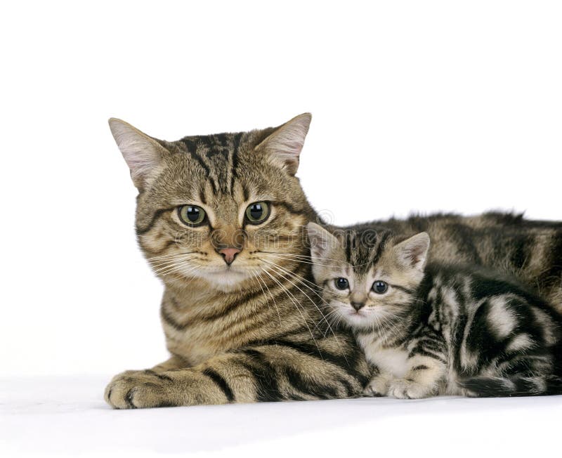 Europese Bruine Kattenmoeder Met Katten Stock Afbeelding - Image of ...