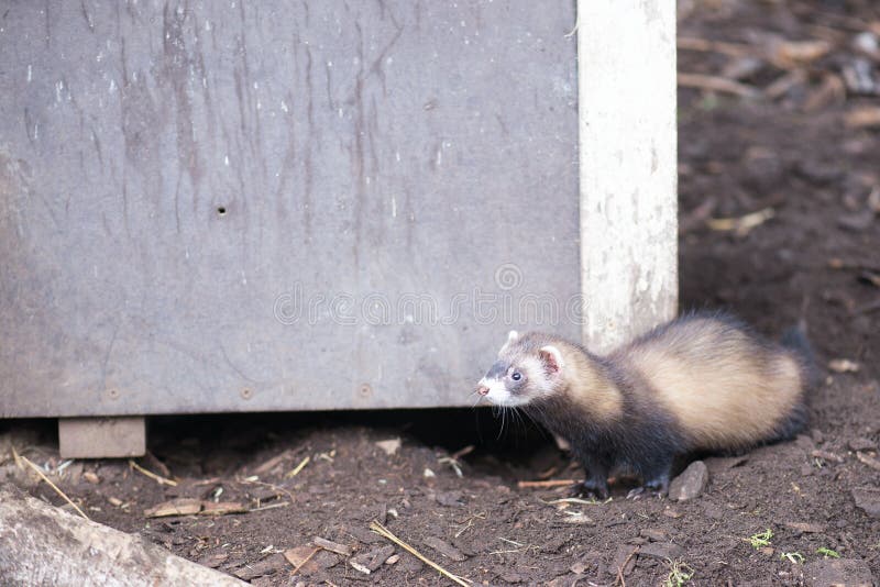 Europese Bunzing stock foto. Image of niemand, zoogdier - 50314114