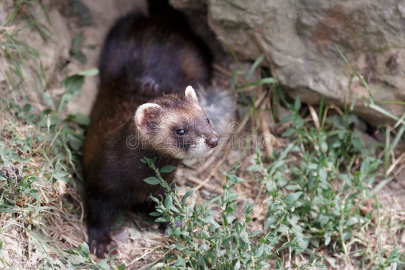 Europese Bunzing (Mustela-putorius) Stock Foto - Image of hoofd ...