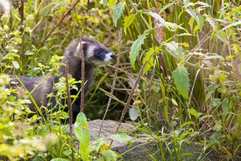 Europese Bunzing / Mustela Putorius in Hoog Gras Stock Afbeelding ...