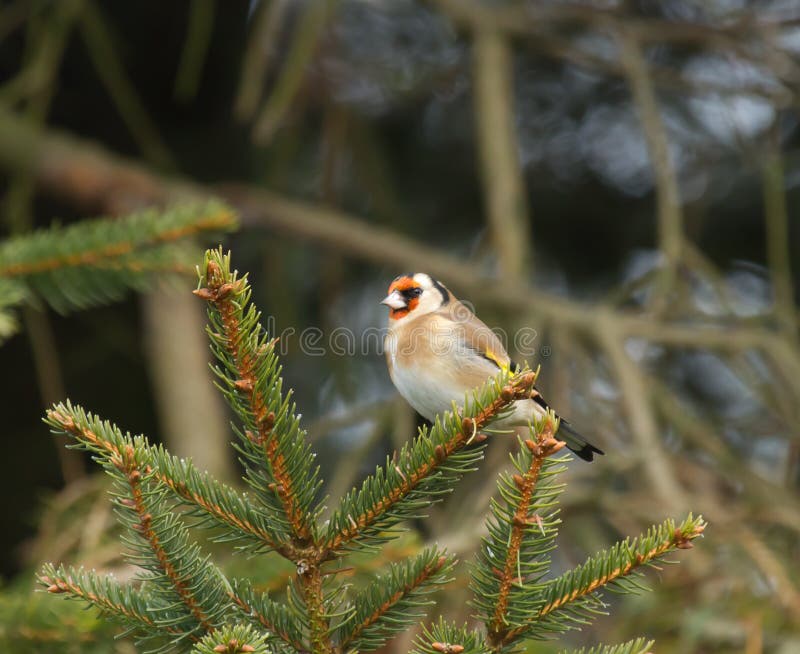 Europese Distelvink stock foto. Image of winter, goudvink - 28679556