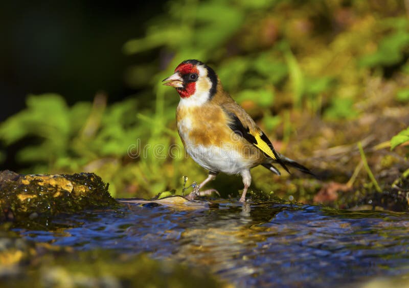 Europese Distelvink, Cardueliscarduelis Stock Foto - Image of vijver ...