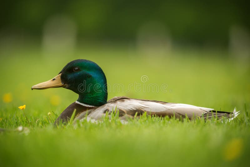 Europese eend op gras stock afbeelding. Image of bruin - 49325823