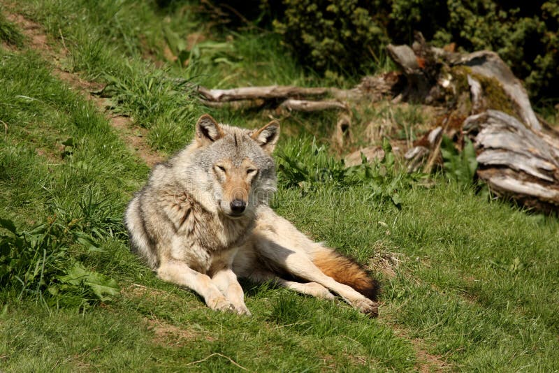 De welp van de wolf stock foto. Image of hout, welp, wolven - 5884484