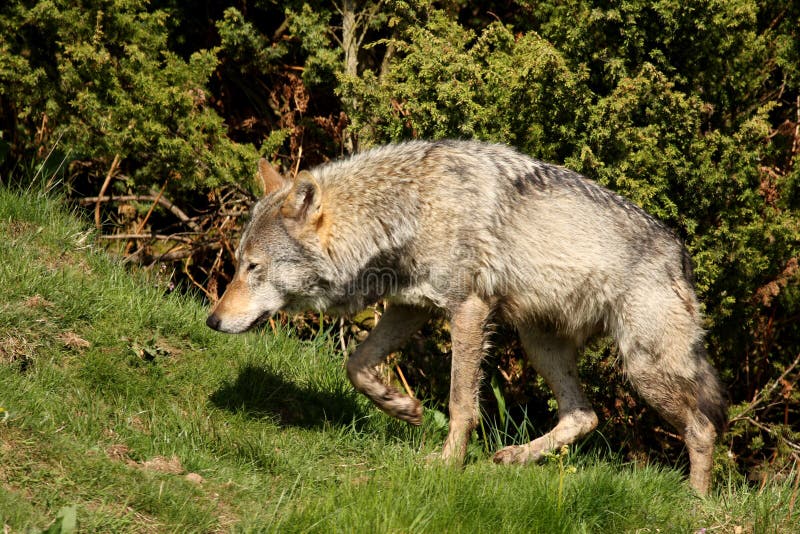 Europees Grey Wolf, Canis-wolfszweer in De Dierentuin Stock Foto ...