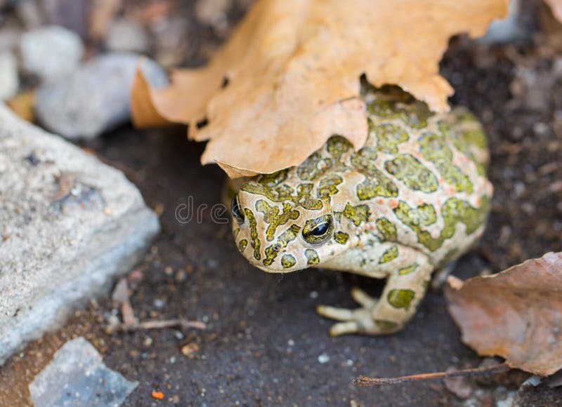 Europese Groene Pad Onder Eiken Blad Stock Afbeelding - Image of dieren ...