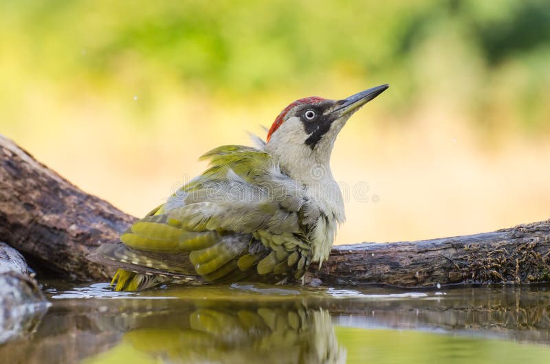 Groene Specht - Picus Viridis Stock Foto - Image of gevederte, water ...