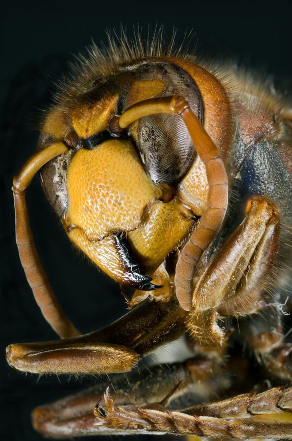 Europese Horzel stock afbeelding. Image of één, geel - 26659133