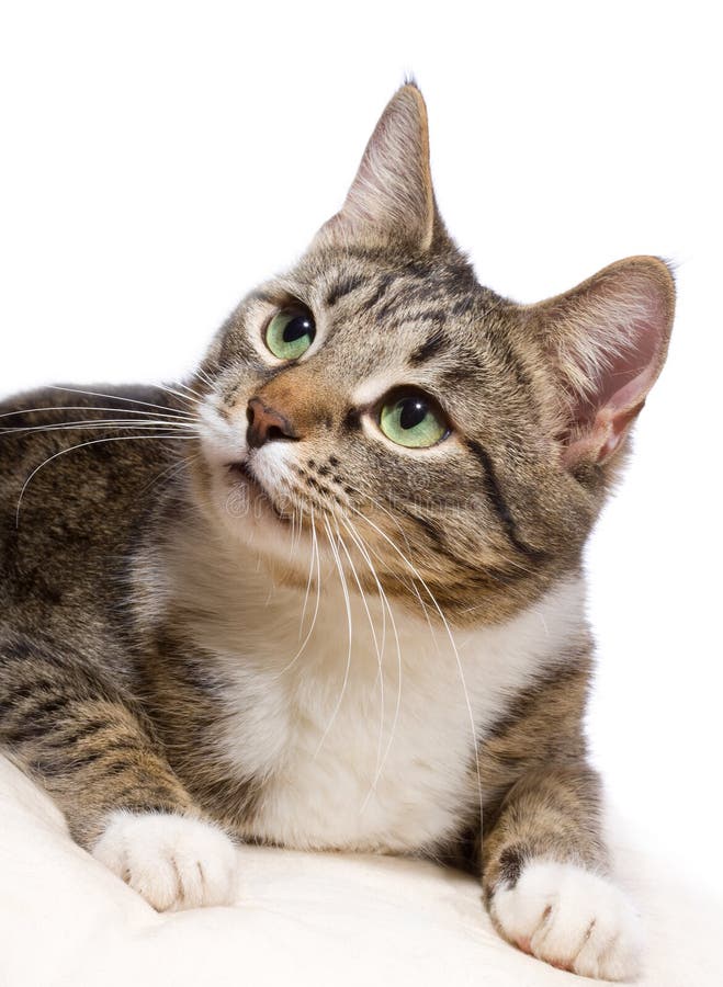 Europese kat stock foto. Afbeelding bestaande uit binnenlands - 16926050