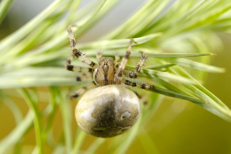 Europese kruisspin stock foto. Image of zoölogie, nave - 24354196