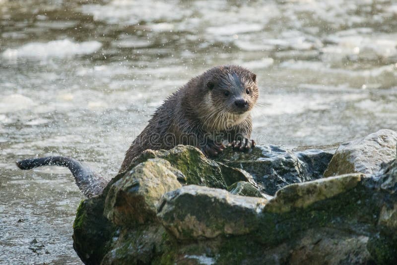 Europese otter op rots stock foto. Image of behang, rots - 108388220