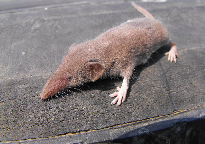 Europese spitsmuis stock foto. Image of grijs, weinig - 28420478