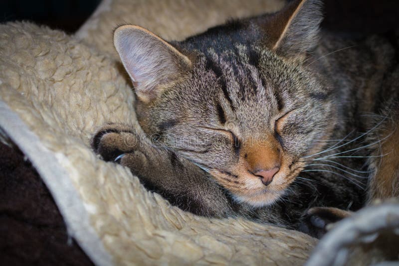 Europese Tijgerkat, 13 Maanden Oud Stock Foto - Image of achtergrond ...