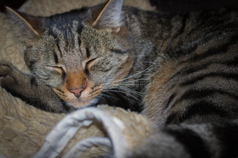 Europese Tijgerkat, Slaap, Close-up Stock Afbeelding - Image of mensen ...