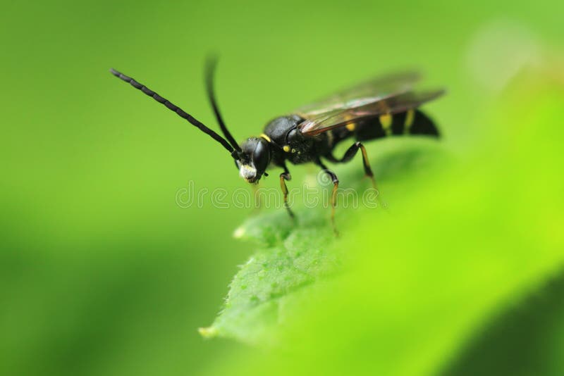 Europese wesp stock afbeelding. Image of insect, geel - 105942697