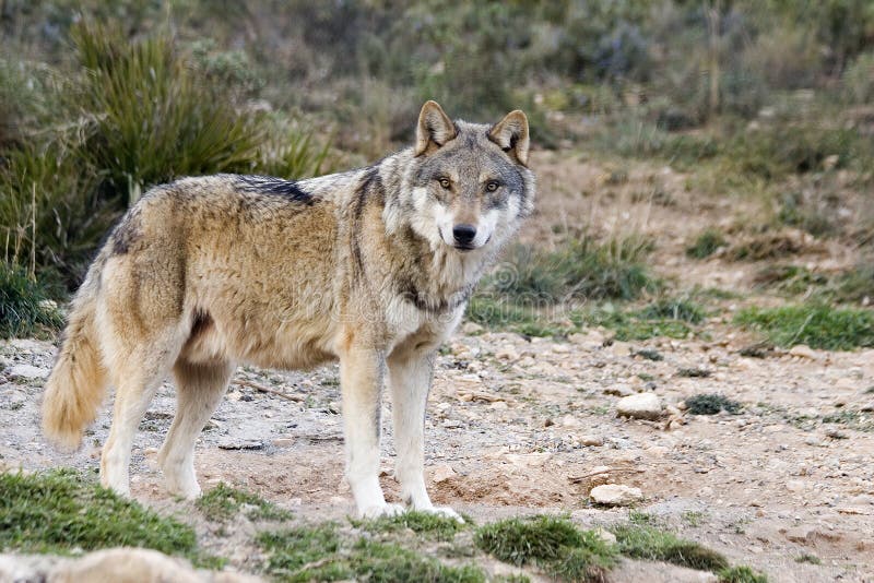 Europese Wolf stock afbeelding. Image of wild, spanje - 2983977