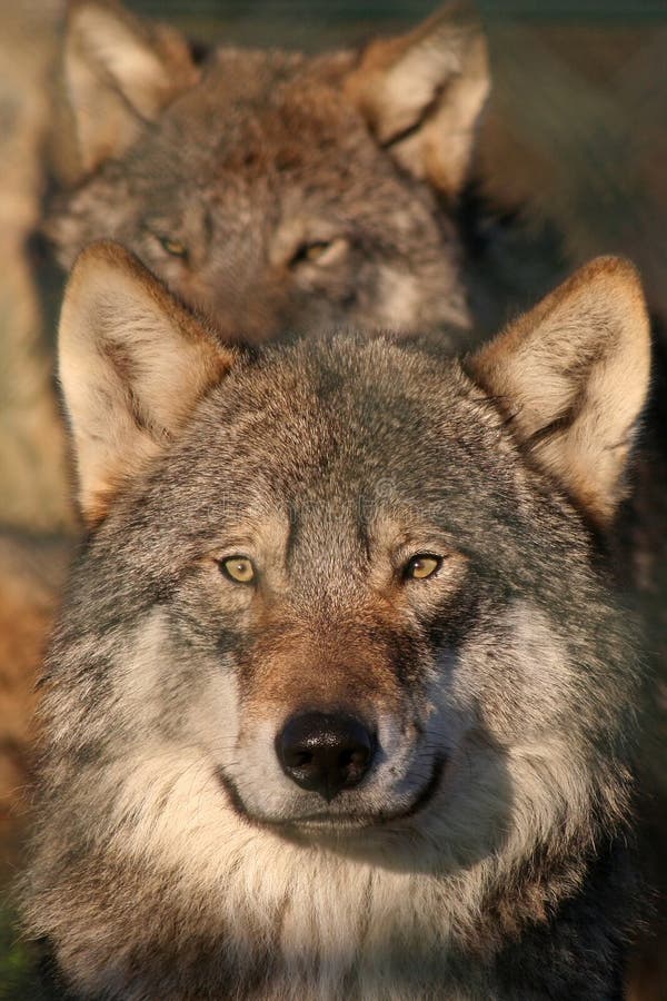 Europese wolf stock foto. Image of grijs, staar, sluit - 8703456