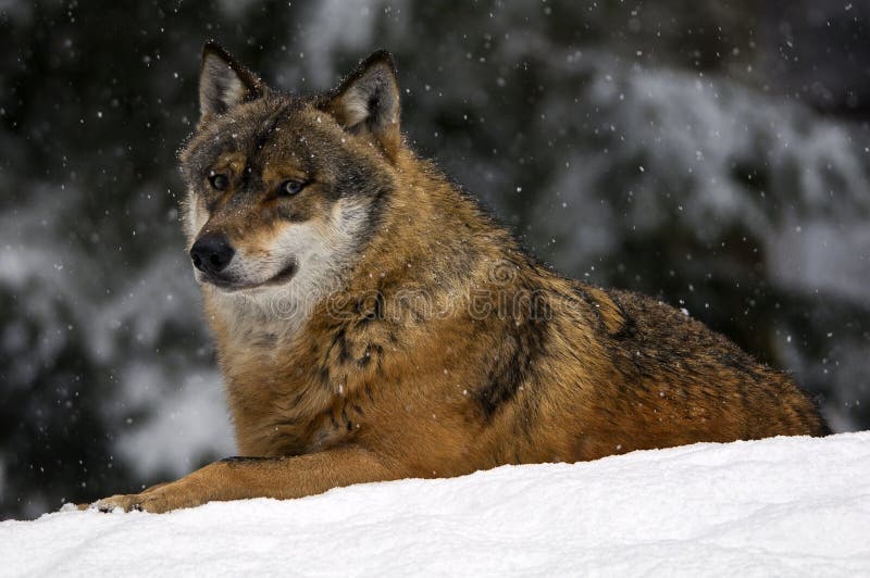 Europese wolf in sneeuw stock foto. Image of landschap - 17754430