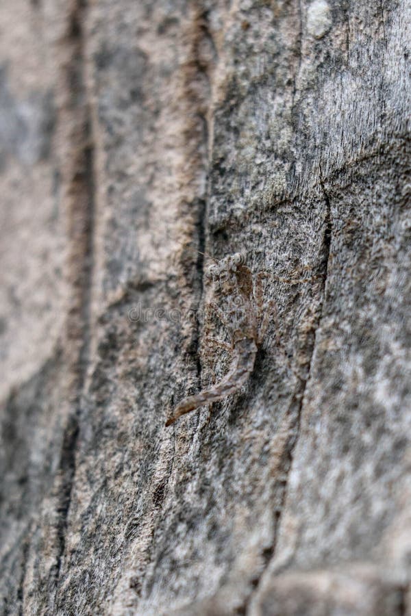 Eurybrachyid Nymph. Planthopper on a Palm Tree Trunk Stock Photo ...