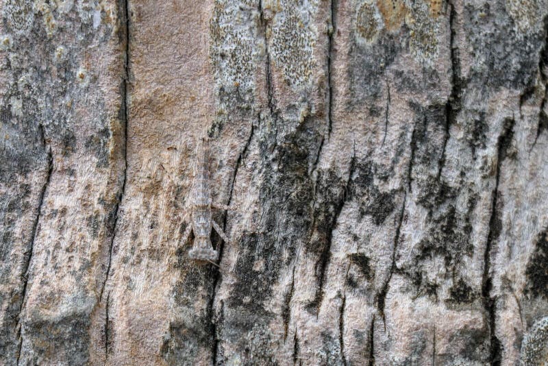 Small Red Planthopper Stock Photos - Free & Royalty-Free Stock Photos ...