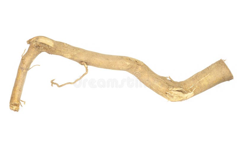 Eurycoma Longifolia with Leaf on White Background Stock Photo - Image ...