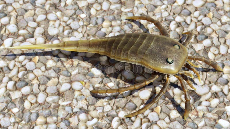 Eurypterid Kokomopterus on a Pebble Beach Stock Illustration ...