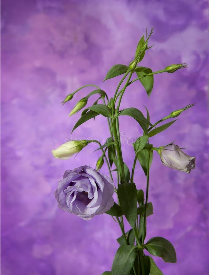 Eustoma stock photo. Image of nobody, bunch, nature, life - 23979632