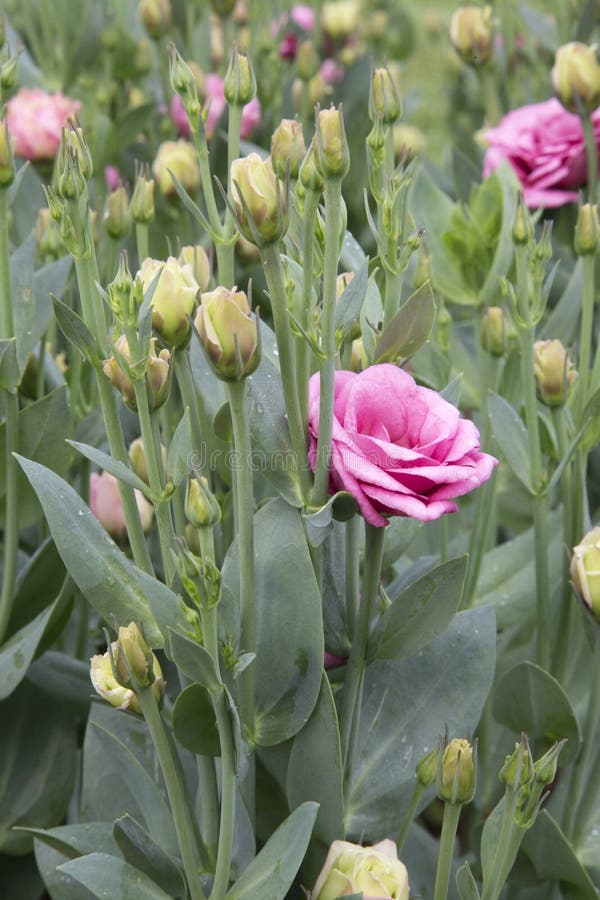 Eustoma - Doublini - Rose Pink Stock Photo - Image of rose, flow: 58318828