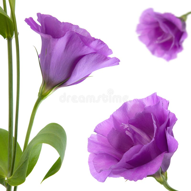 Eustoma flower stock photo. Image of isolated, white - 26140804