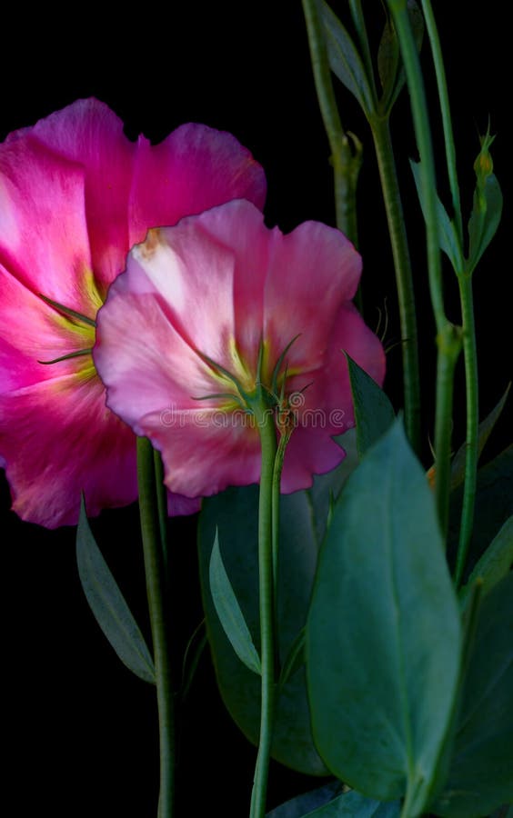 Eustoma Flower Grows on a Black Background Stock Image - Image of black ...