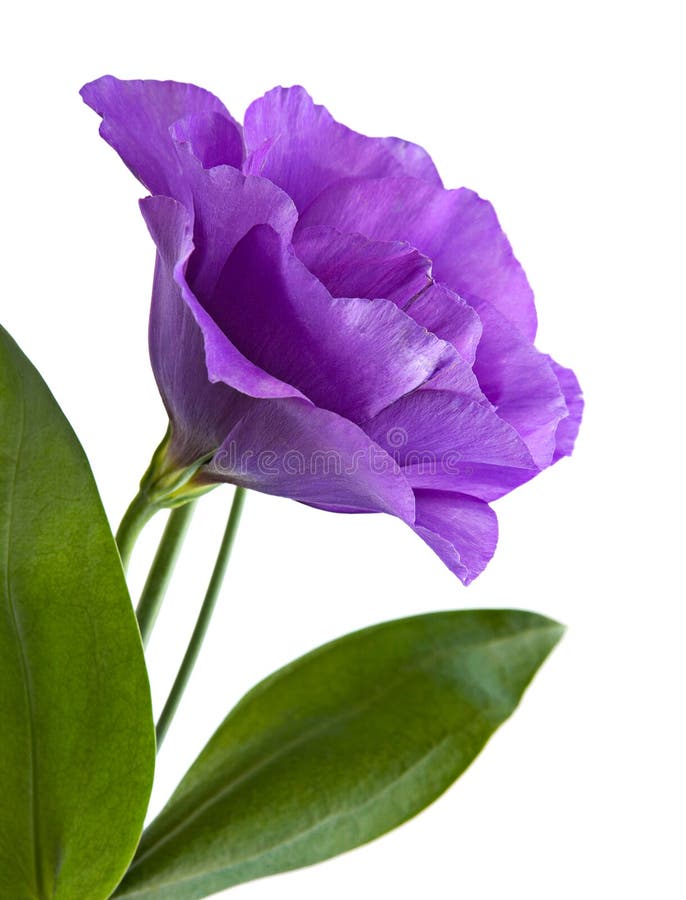 Eustoma flower stock image. Image of plant, studio, still - 30013069