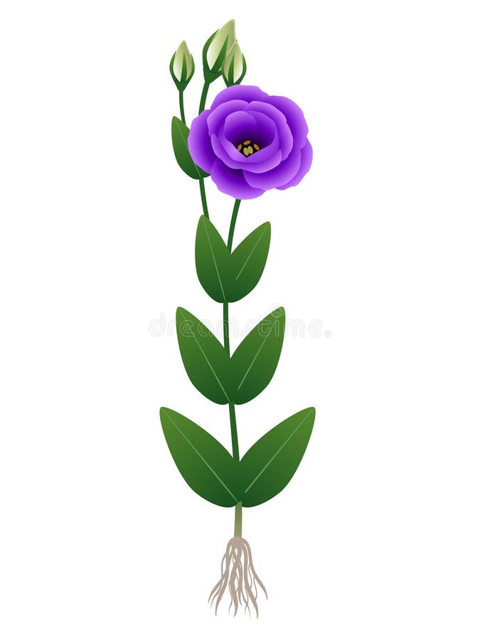 Flower With Roots Clipart