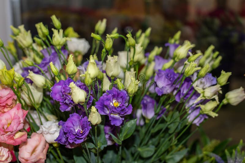 Eustoma flower stock image. Image of studio, still, image - 26043023