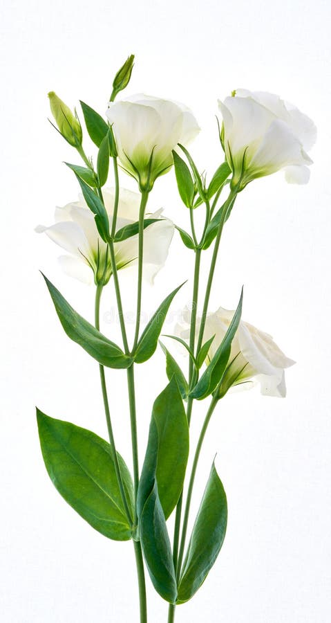 Eustoma Flowers Grow on a White Background in a Greenhouse Stock Image ...