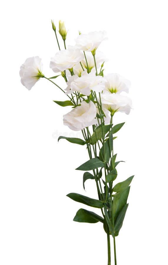 Eustoma flowers isolated stock image. Image of fragility - 267828679