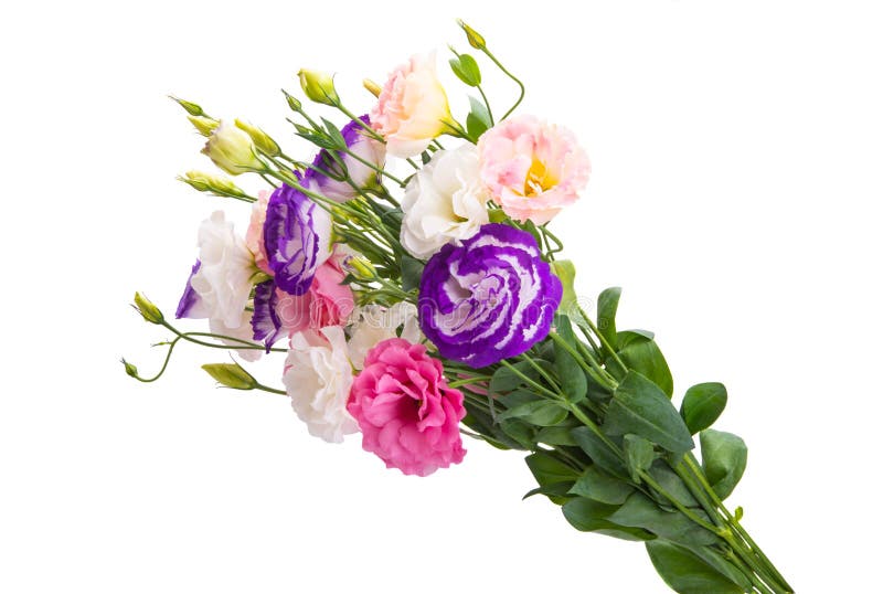 Eustoma flowers isolated stock photo. Image of stem - 267828686
