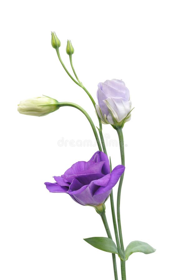 Eustoma stock image. Image of freshness, light, blooming - 53656155