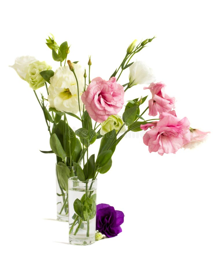 Eustoma lisianthus stock image. Image of botany, flora - 21626955
