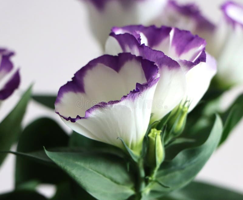 Eustoma (lisianthus or Prairie Gentian) Stock Image - Image of elegant ...