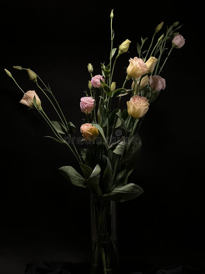 Eustoma is the Magic of Beauty, Refinement, Fragility, Lightness Like ...