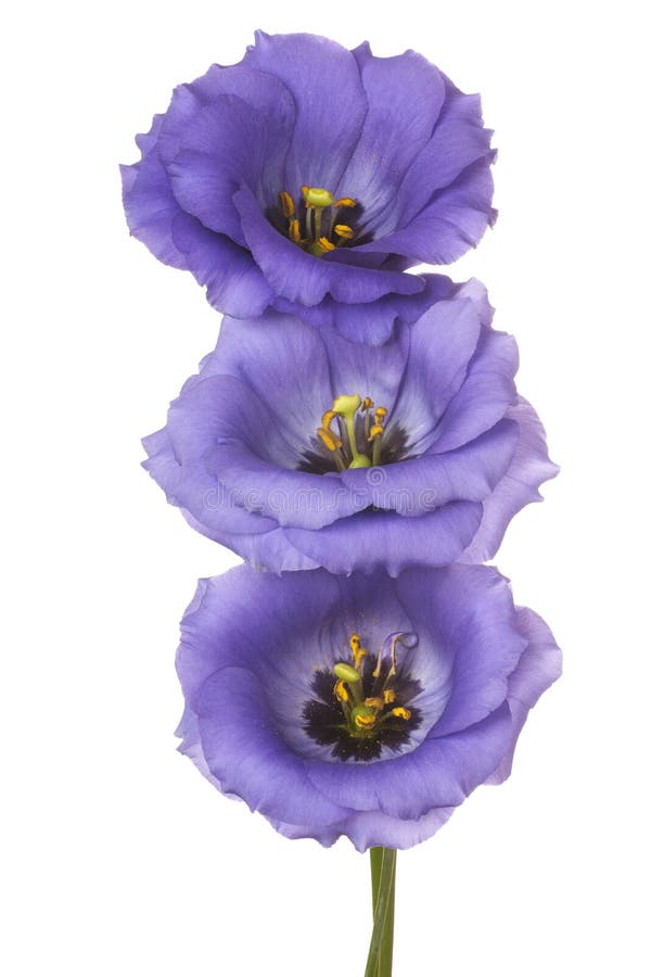 Eustoma stock image. Image of closeup, macro, love, petal - 60189367