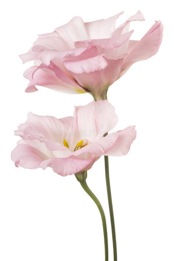 Eustoma stock image. Image of macro, bouquet, eustoma - 65495789