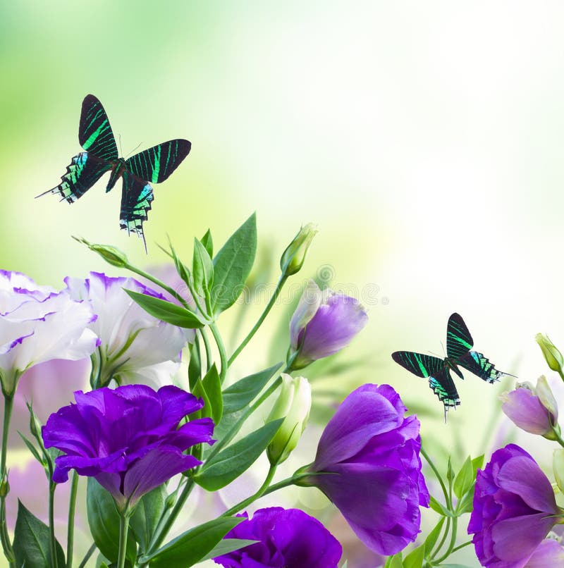 Eustoma Violet Flowers stock photo. Image of closeup - 182471726