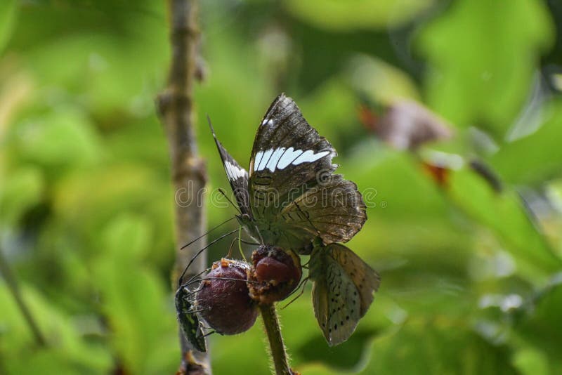 Phemius Stock Photos - Free & Royalty-Free Stock Photos from Dreamstime