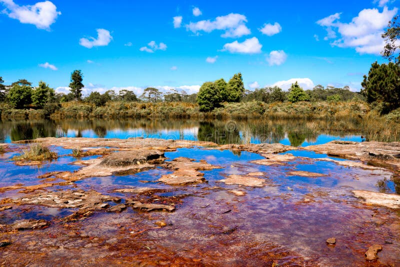 Evaporated Swamp stock photo. Image of water, forest - 120633274