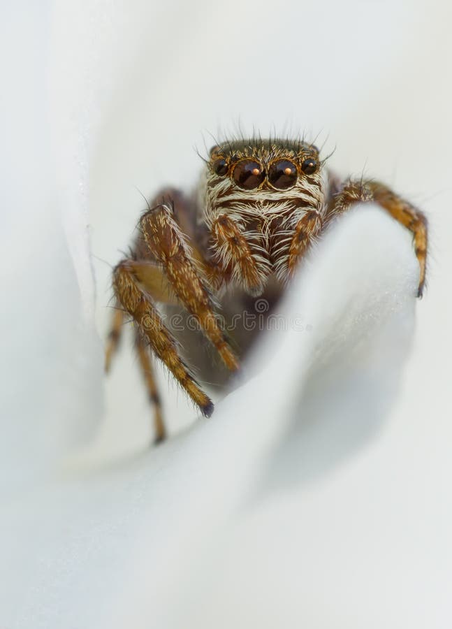 Evarcha Arcuata Jumping Spider Macro Shot Stock Photo - Image of brown ...